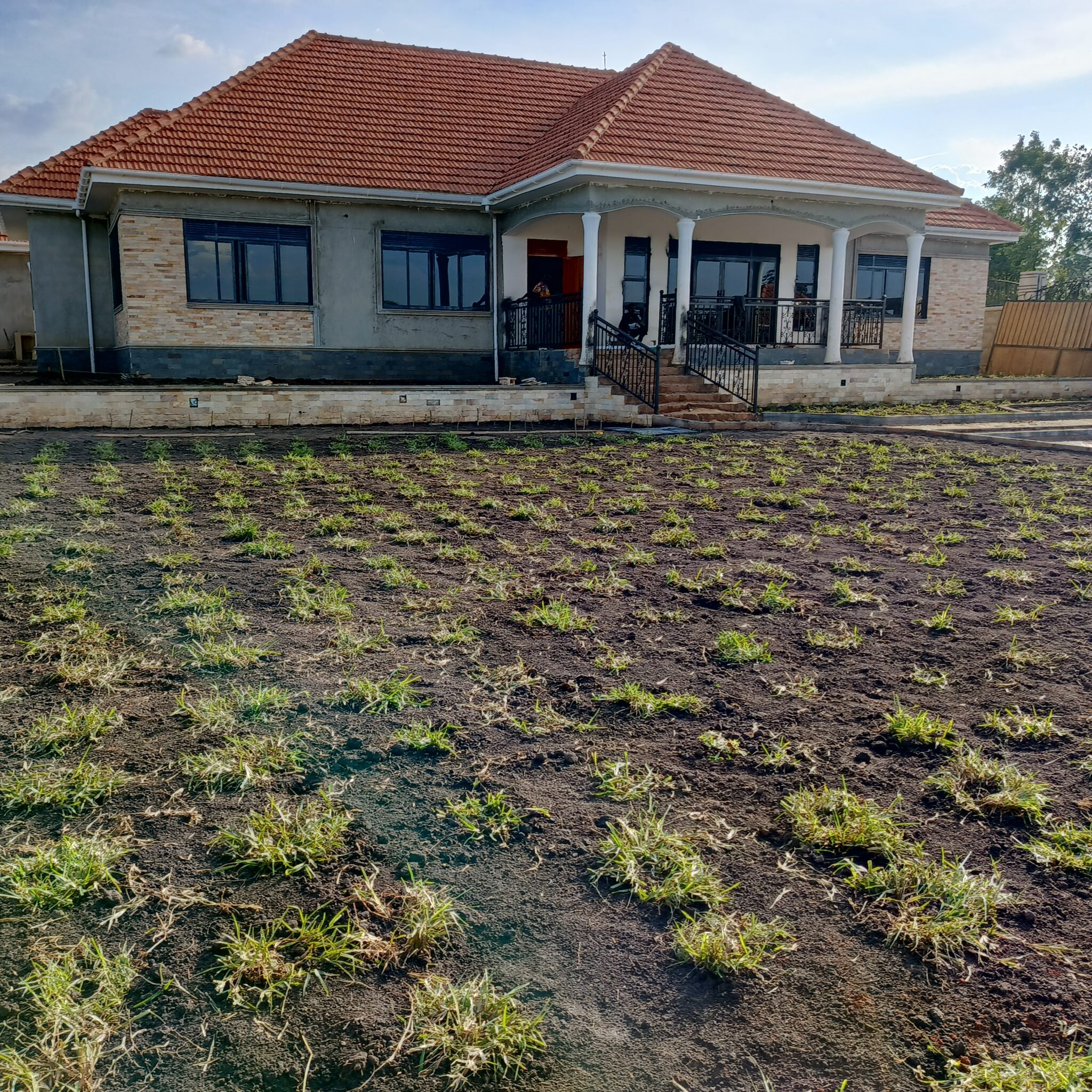 What is Sprigging? :Sprigging Grass Technique