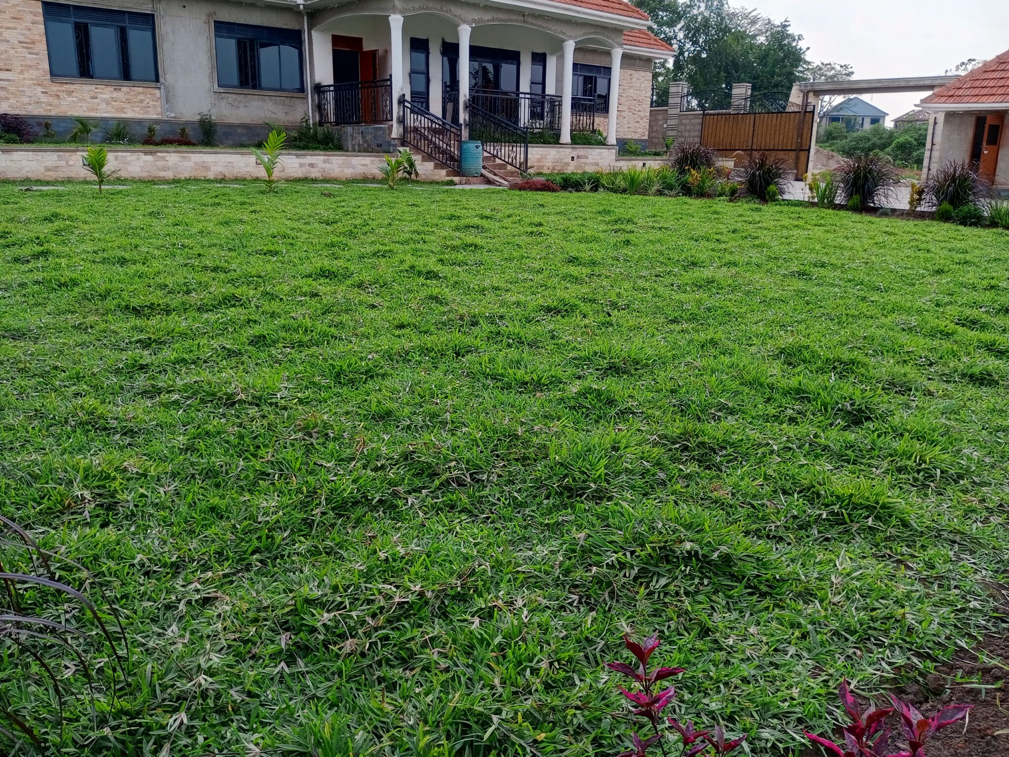 What is Sprigging? :Sprigging Grass Technique