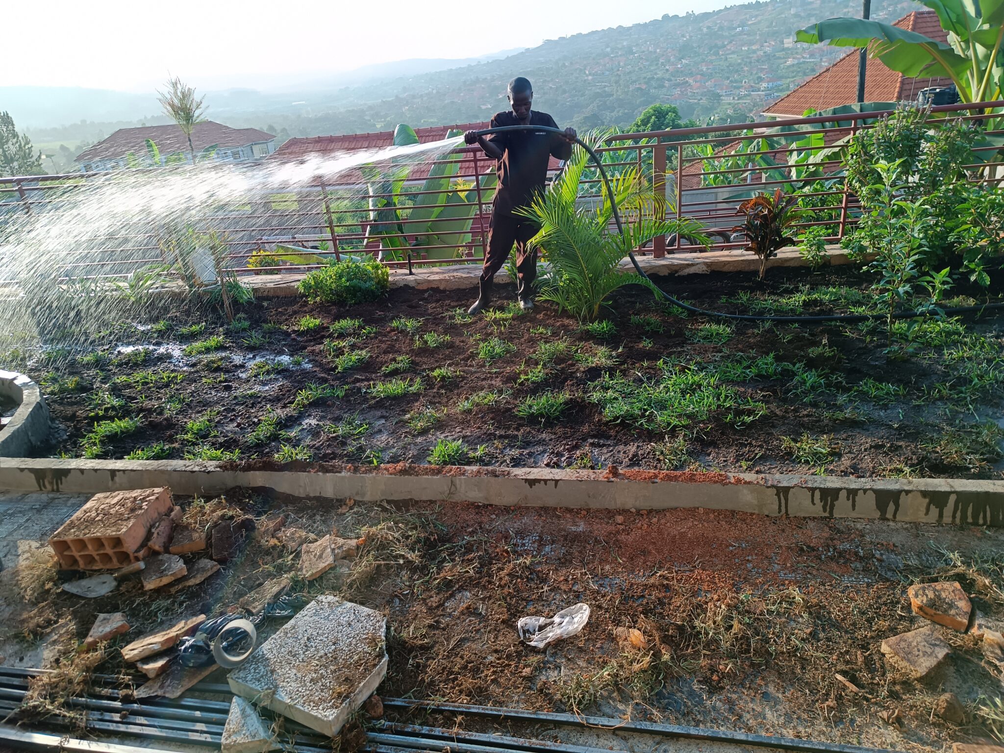 What is Sprigging? :Sprigging Grass Technique